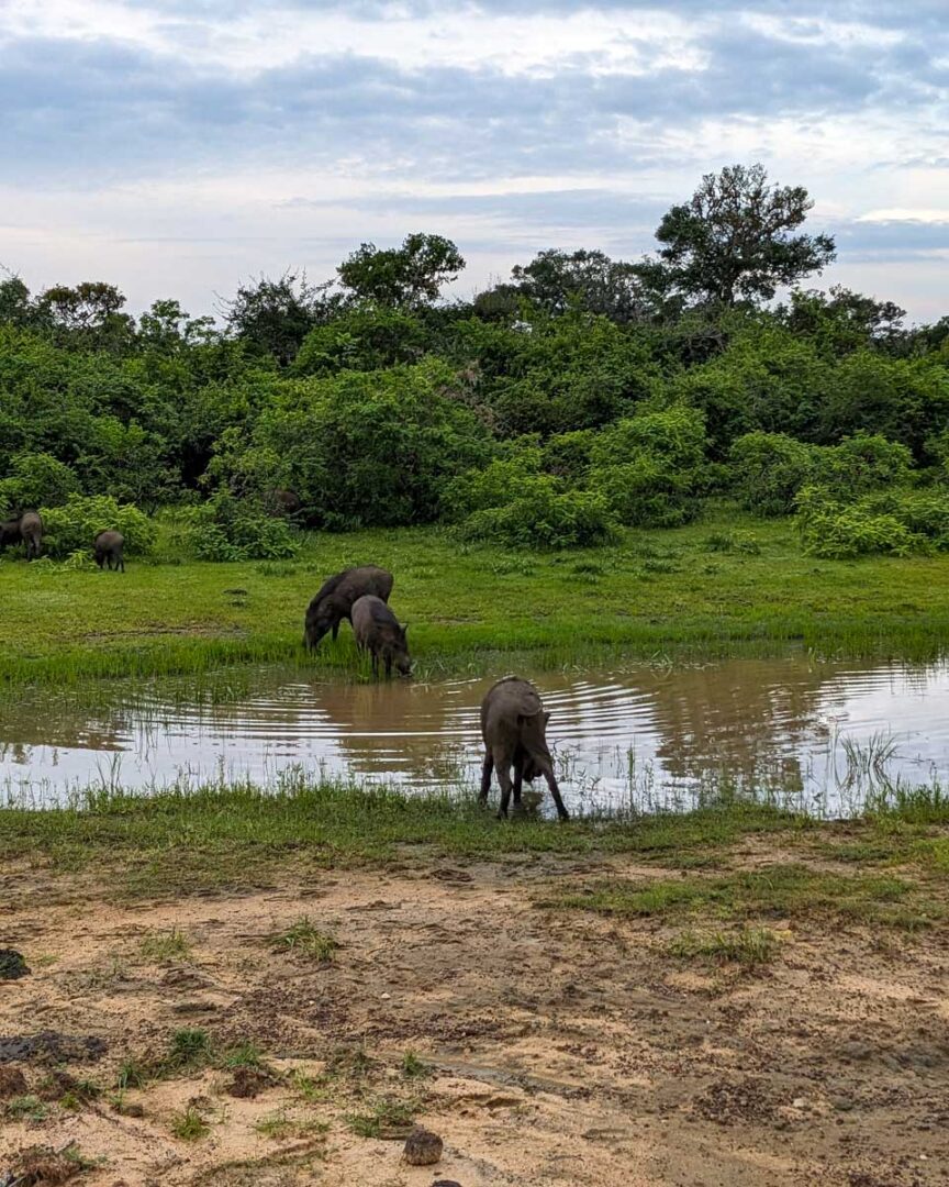 12 Things to Know BEFORE Visiting Yala National Park, Sri Lanka