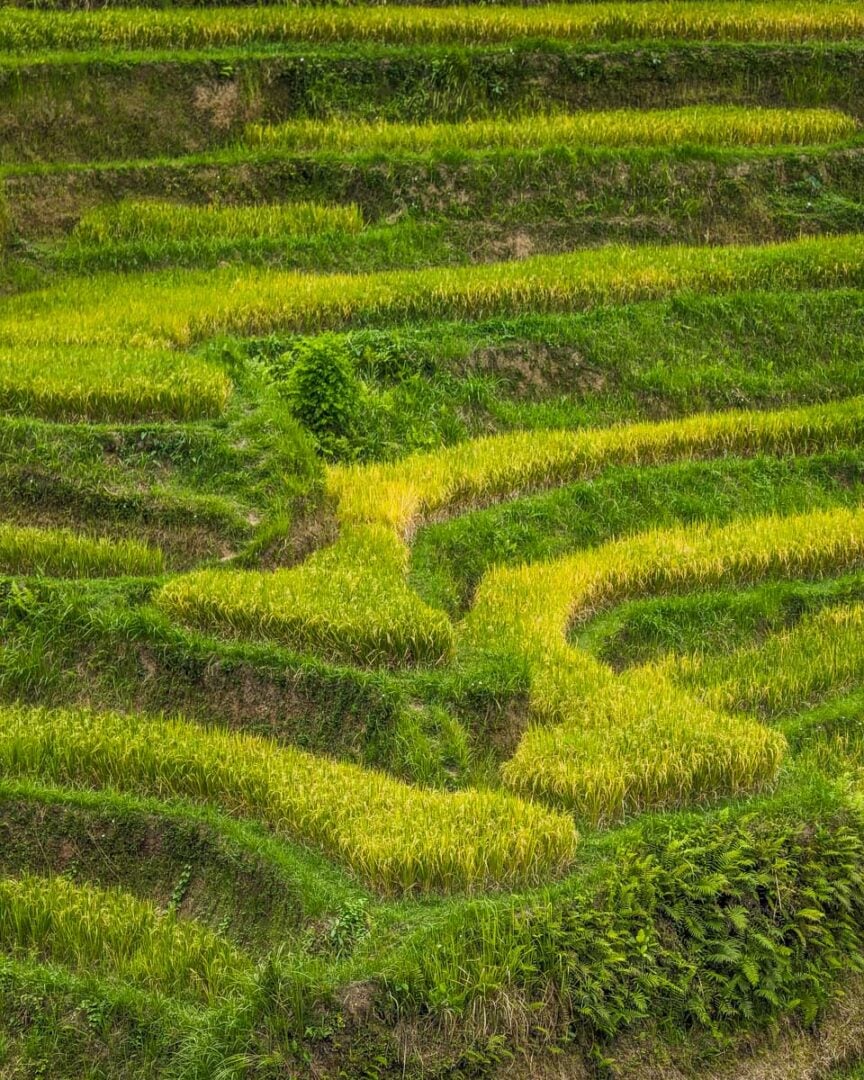 28 BEST Things to do in Ubud, Bali (2026 Guide!) - Destinationless Travel