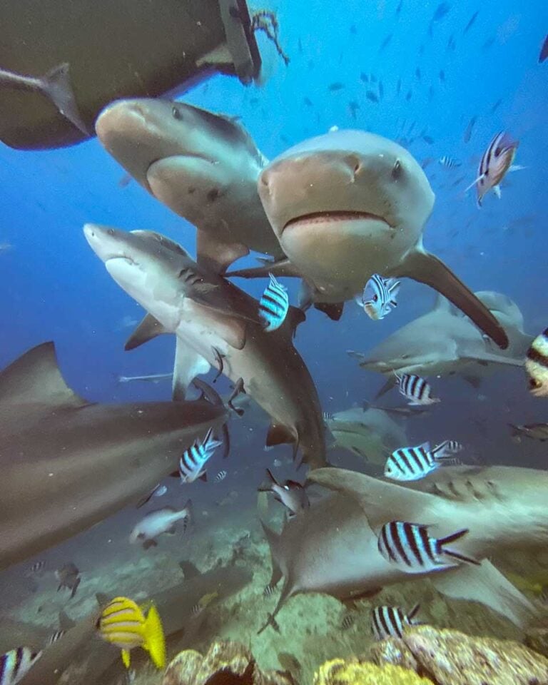 10 Things to Know BEFORE Booking a Shark Dive in Fiji - Destinationless ...