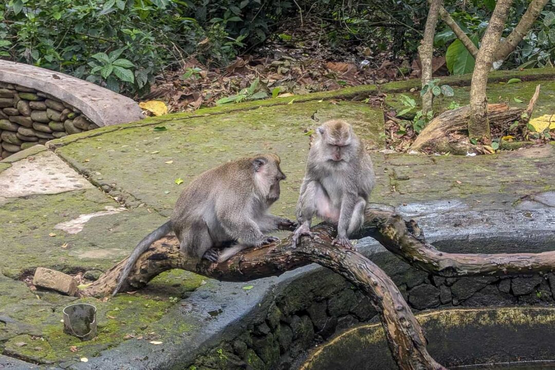 10 Things to Know BEFORE Visiting the Ubud Monkey Forest ...