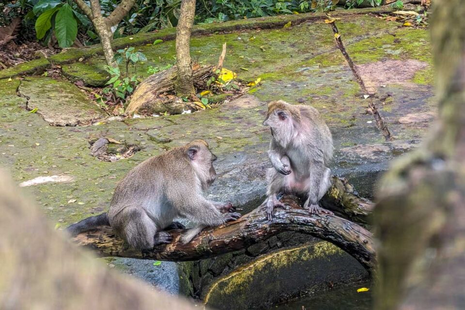 10 Things to Know BEFORE Visiting the Ubud Monkey Forest ...