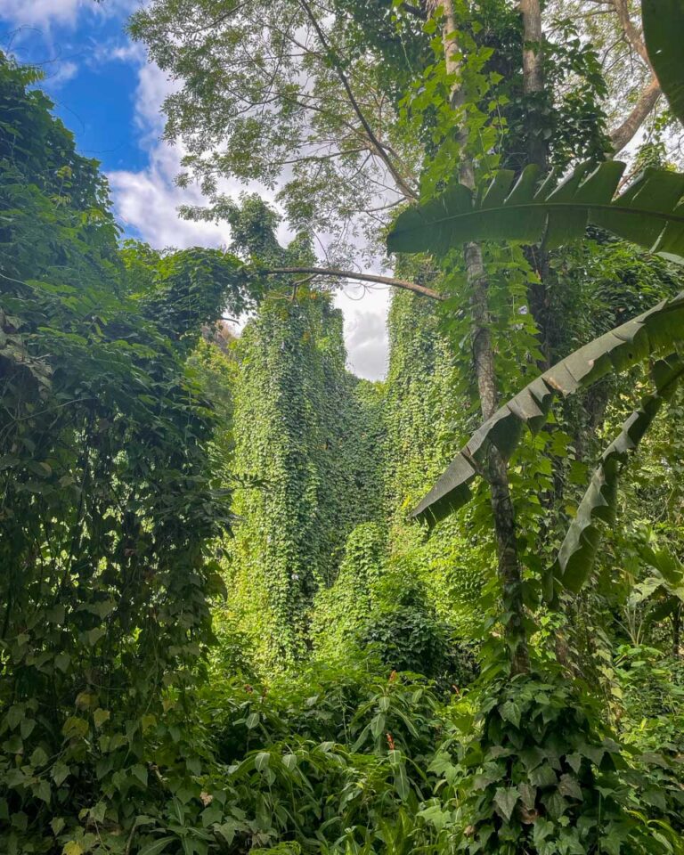 10 Things to Know BEFORE Visiting the Garden of the Sleeping Giant, Fiji