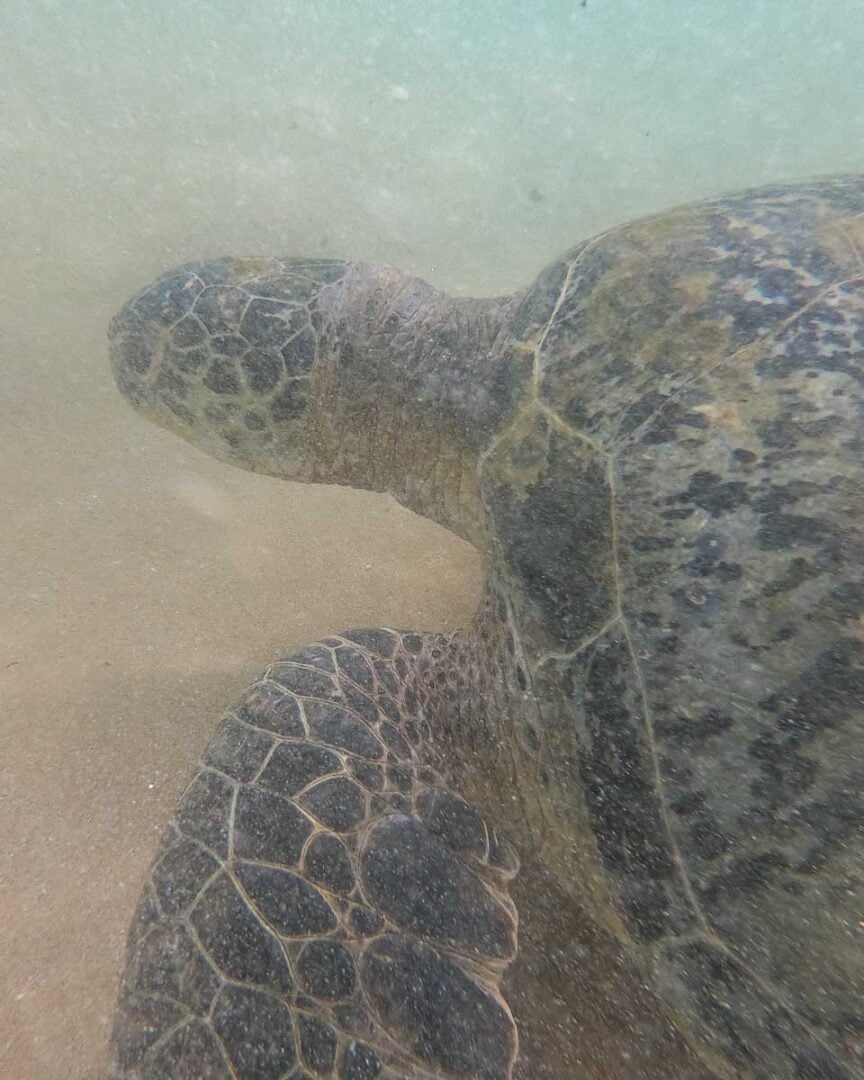 Snorkeling in Mirissa to See Turtles and Wildlife: Best Places, Tours ...