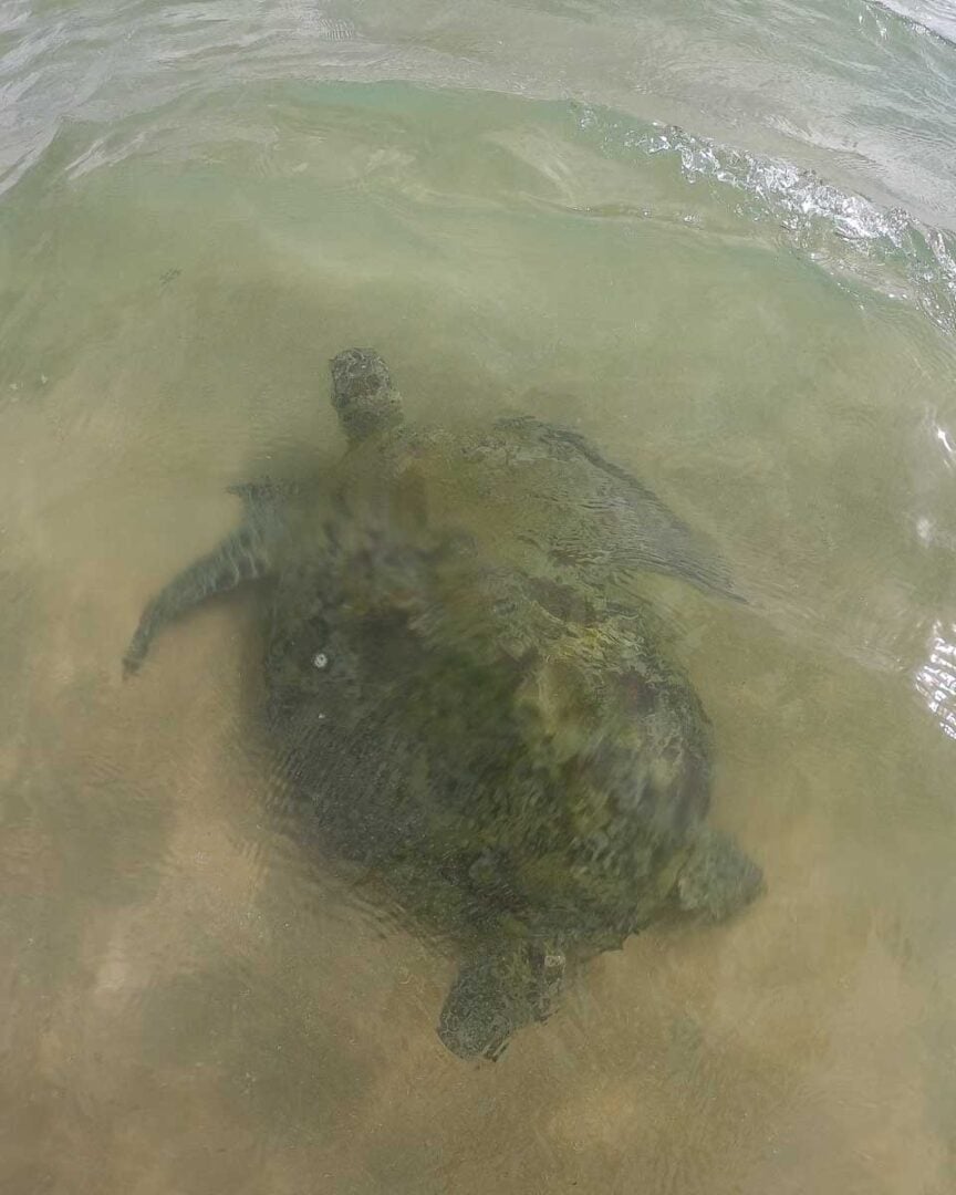 Snorkeling in Mirissa to See Turtles and Wildlife: Best Places, Tours ...