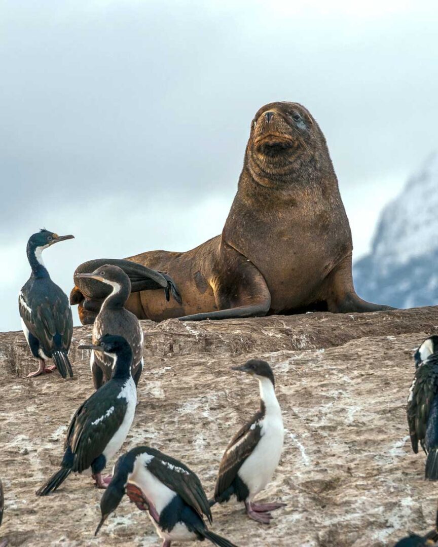 3 Best Beagle Channel Tours in Ushuaia - Destinationless Travel