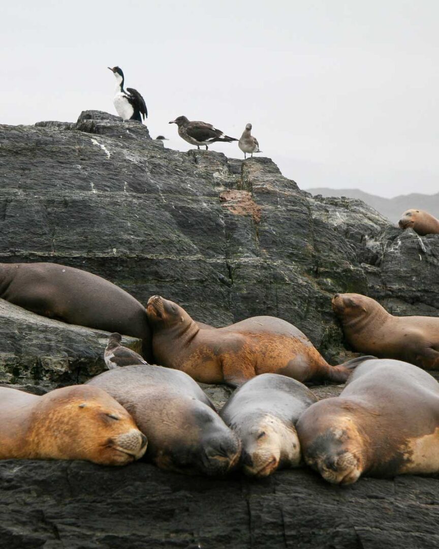 3 Best Beagle Channel Tours in Ushuaia - Destinationless Travel