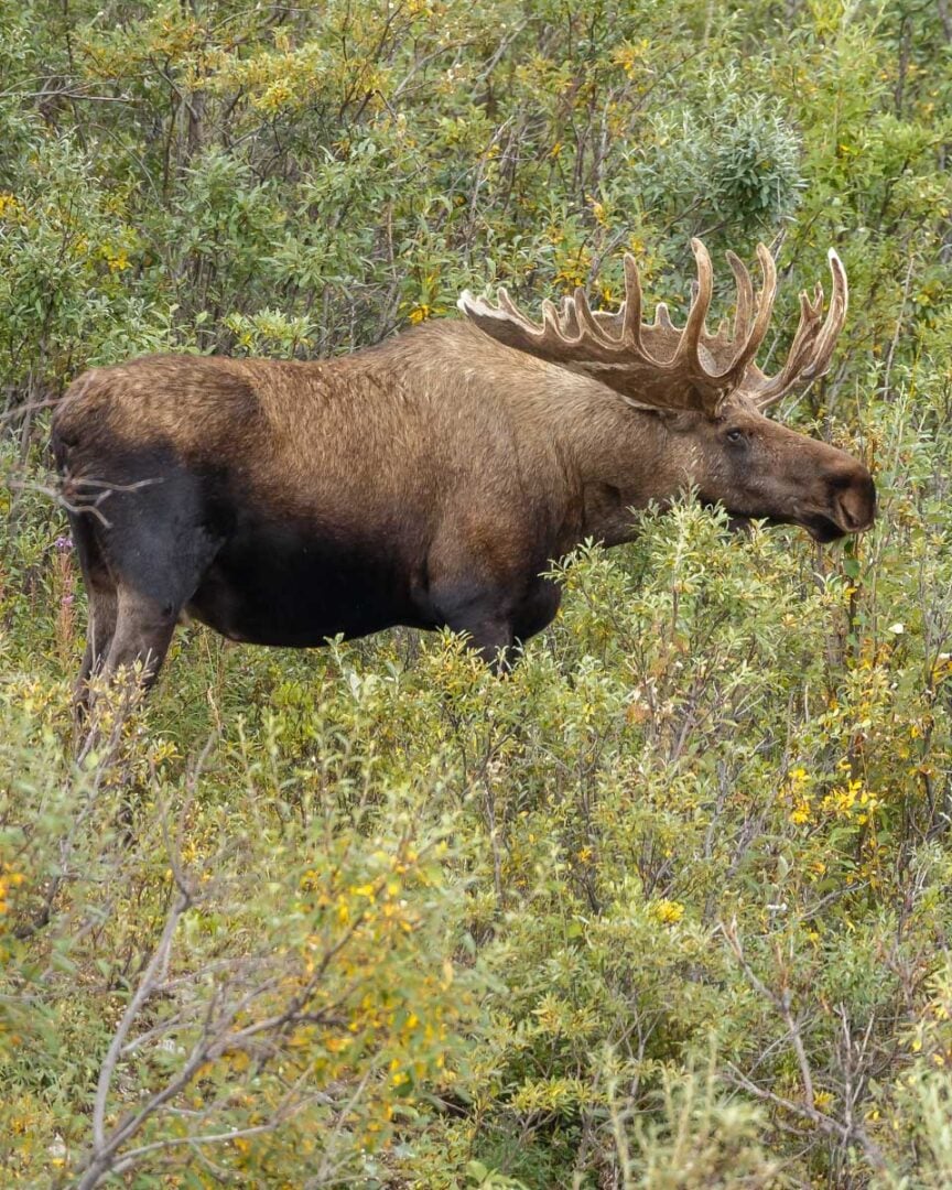 How to Spend THREE DAYS in Anchorage, Alaska: 3-Day Itinerary ...